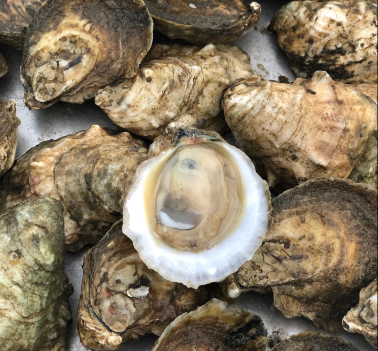 Fresh Shellfish- Madden's Seafood Market Raleigh NC