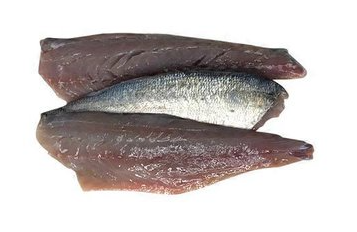 Bluefish- Fresh From The Coast North Carolina